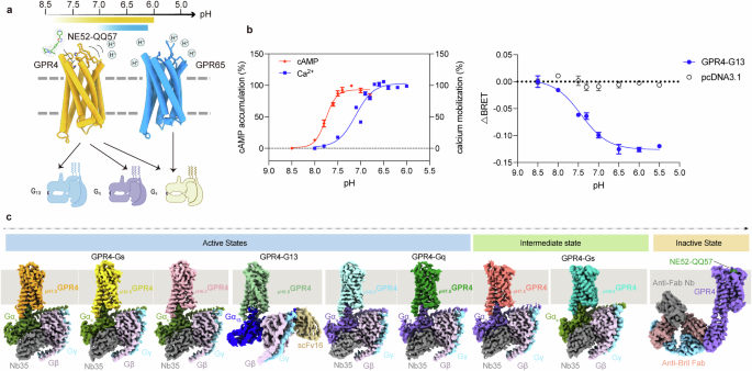 Structural basis of stepwise proton sensing-mediated GPCR activation ...