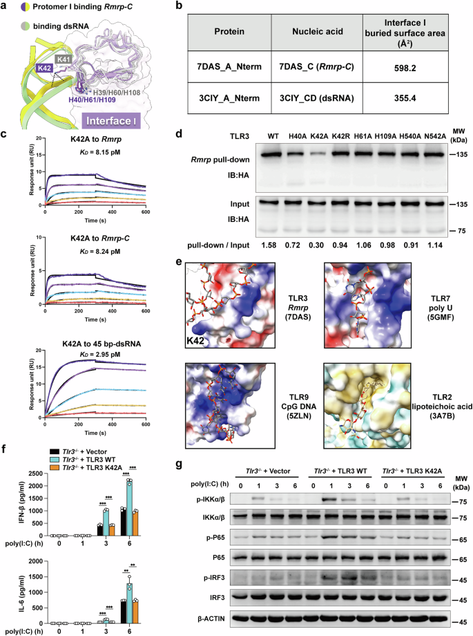Molecular characterization of endosomal self RNA Rmrp-engaged TLR3 ...
