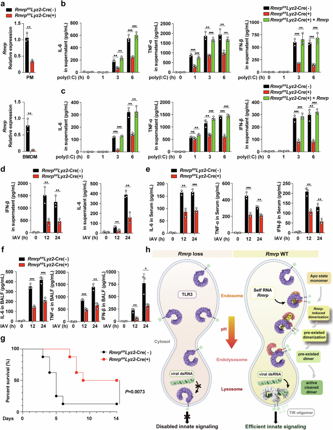 Molecular characterization of endosomal self RNA Rmrp-engaged TLR3 ...