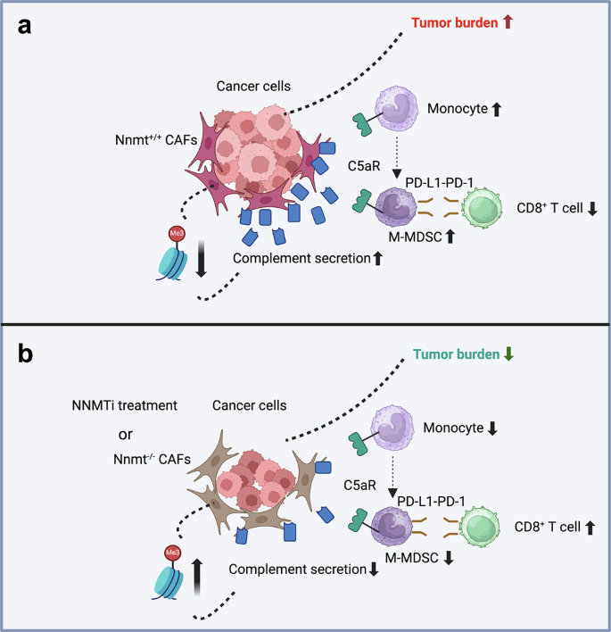 Targeting NNMT in fibroblasts reawakens T cells and restores antitumor immunity | Cell Research