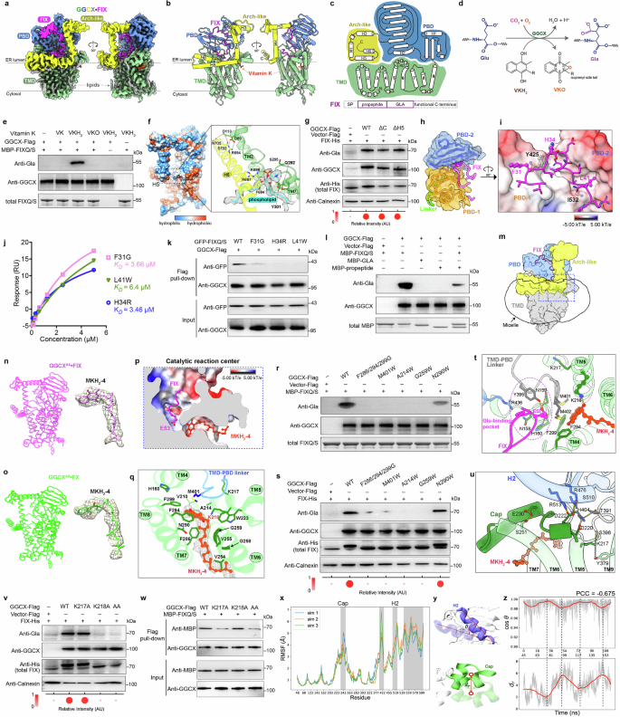 Molecular basis of vitamin K-dependent protein γ-glutamyl carboxylation ...