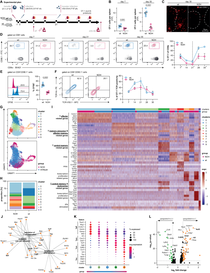 Tissue-resident memory T cells break tolerance to renal autoantigens ...