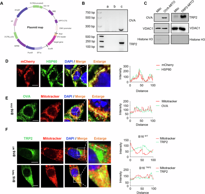 Engineered mitochondria exert potent antitumor immunity as a cancer ...