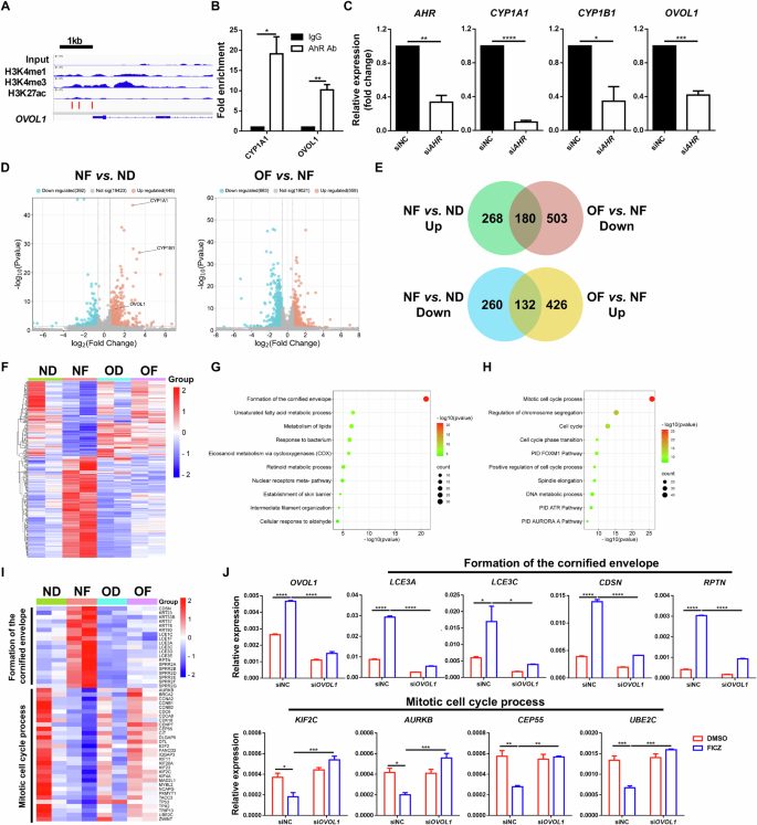 The AhR-Ovol1-Id1 regulatory axis in keratinocytes promotes epidermal ...