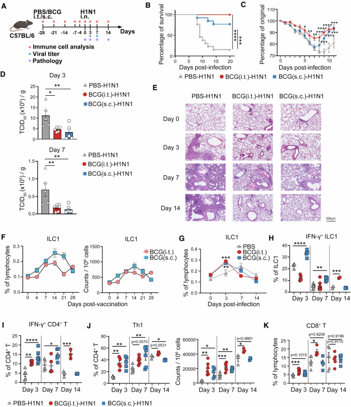 Antigen-presenting innate lymphoid cells induced by BCG vaccination ...