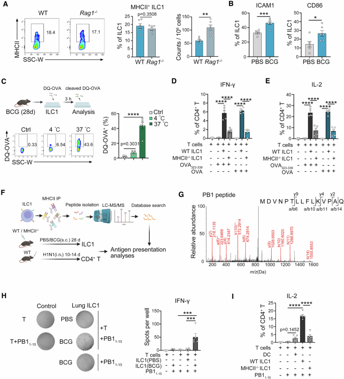 Antigen-presenting innate lymphoid cells induced by BCG vaccination ...