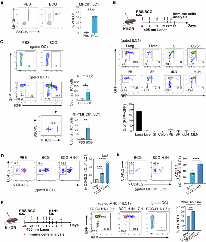 Antigen-presenting innate lymphoid cells induced by BCG vaccination ...