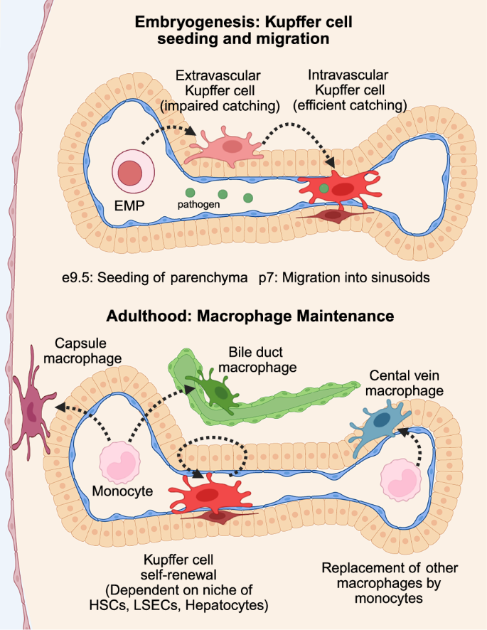 Liver macrophages: development, dynamics, and functions | Cellular & Molecular Immunology