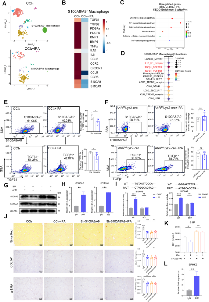 Gut-derived indole propionic acid alleviates liver fibrosis by ...