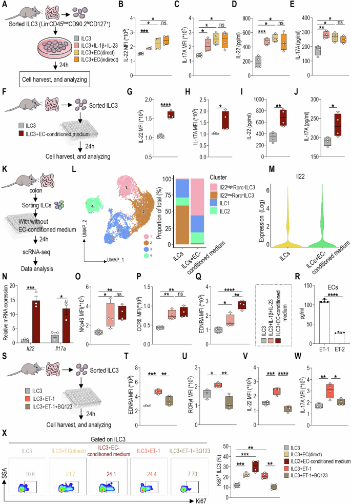 Endothelial cell–ILC3 crosstalk via the ET-1/EDNRA axis promotes NKp46 ...