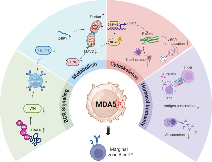 MDA5 regulates BCR signaling and B-cell function via NF-κB-mediated ...