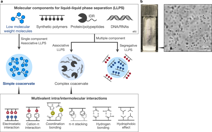A minimalist design approach to simple coacervates from low-molecular ...