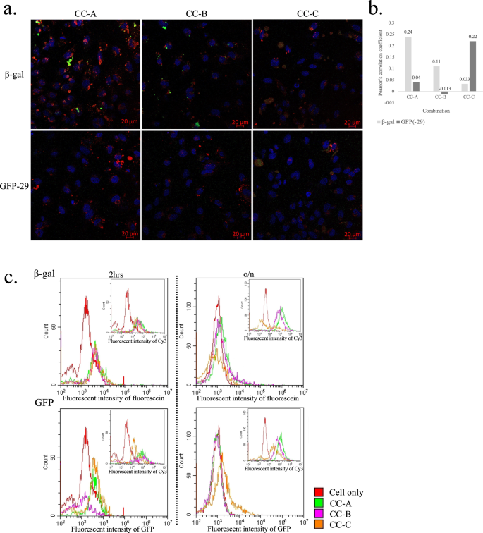 Designable synthetic complex coacervates enabling protein delivery to ...