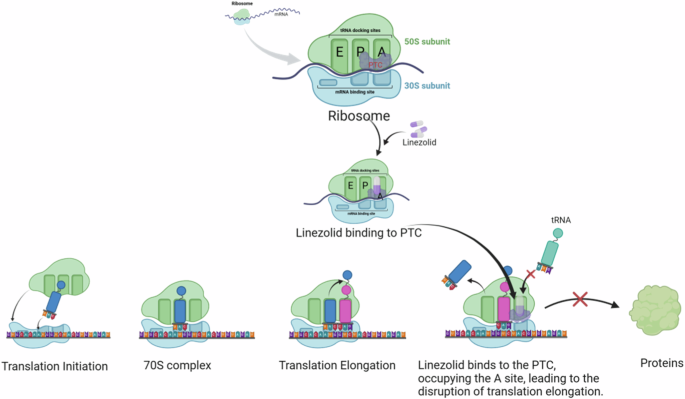 Resistance to linezolid in Staphylococcus aureus by mutation ...