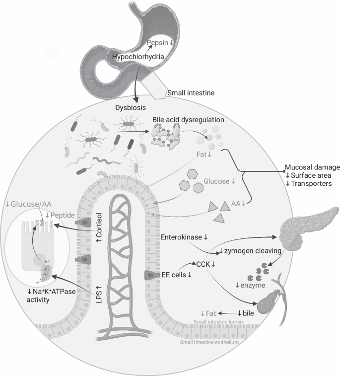 Is there dietary macronutrient malabsorption in children with ...