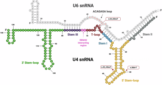 Expanding the mutational spectrum of ReNU syndrome: insights into 5 ...