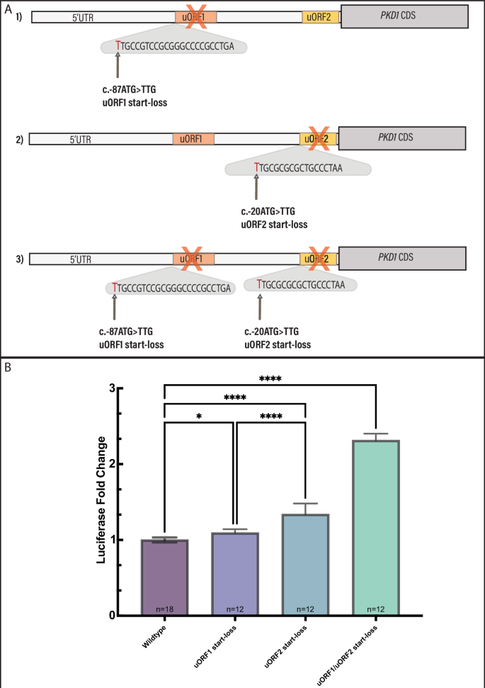 PKD1 5’UTR variants are a rare cause of disease in ADPKD and suggest a ...