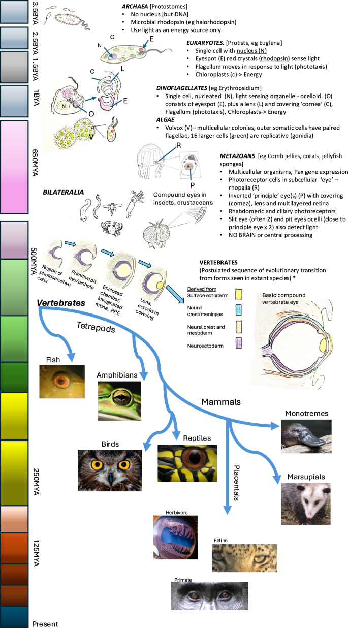 Evolution of the ocular immune system | Eye