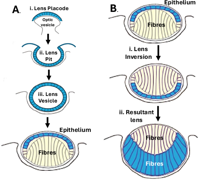 Pathobiology of the developing eye lens: regulation of intracellular ...