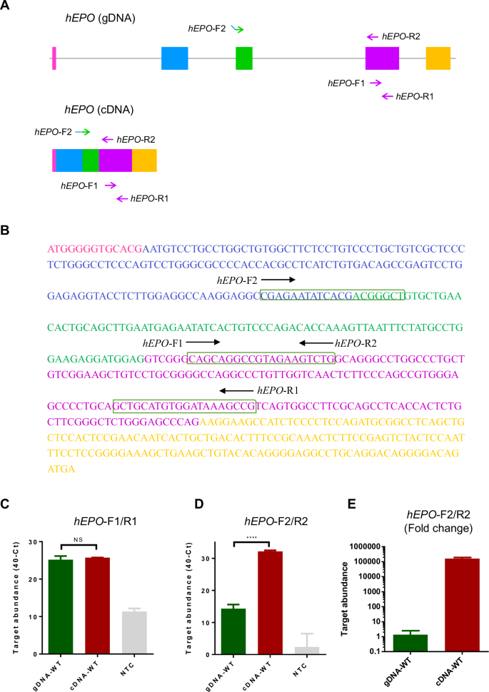 Codon changes challenge PCR-based gene doping detection | Gene Therapy