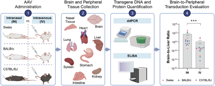 Intranasal versus intravenous AAV delivery: A comparative analysis of ...