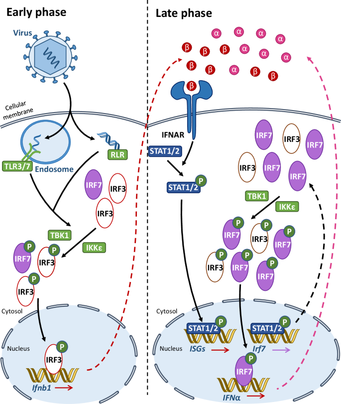 IRF3 in viral infections: more than just triggering the interferon ...