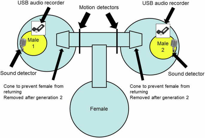 The evolution of preferred male traits, female preference and the G ...