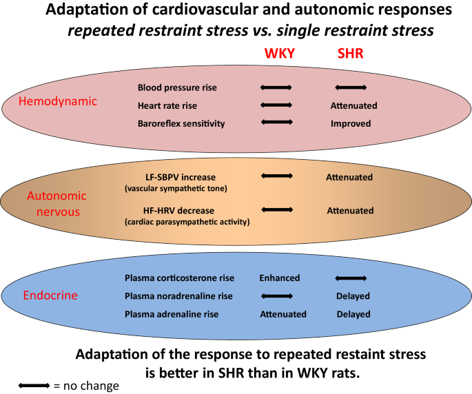 More efficient adaptation of cardiovascular response to repeated ...