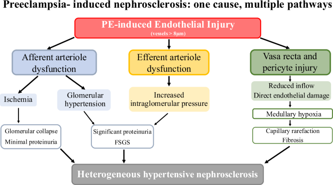 Vascular injury as a driver of heterogeneous hypertensive ...