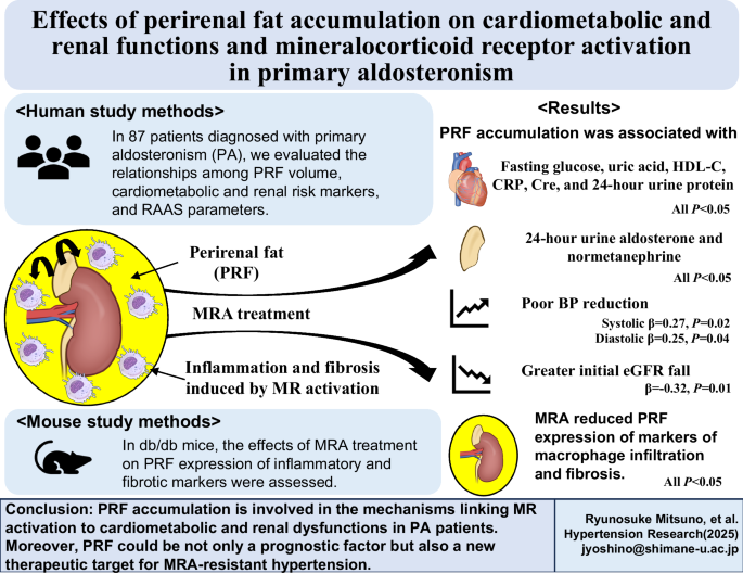 Effects of perirenal fat accumulation on cardiometabolic and renal ...