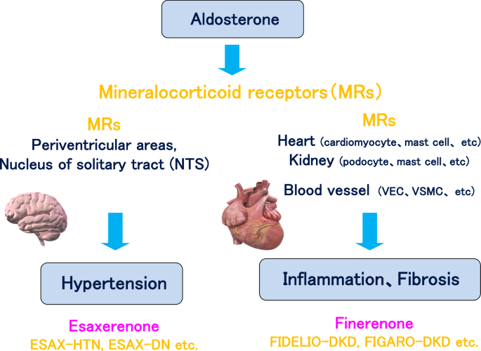 Aldosterone-mediated hypertension and non-steroidal mineralocorticoid ...