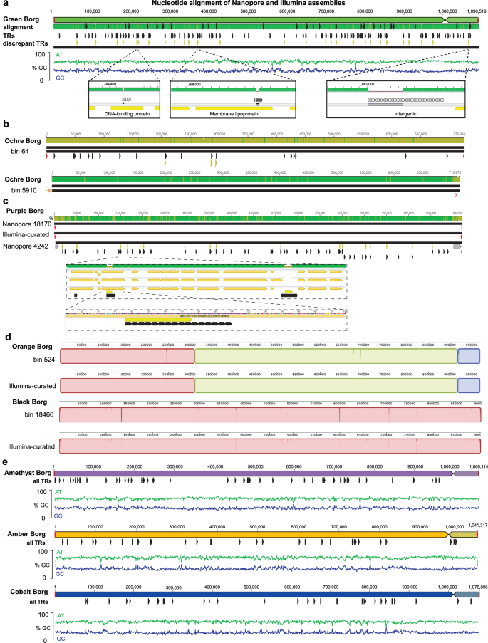 Borg extrachromosomal elements of methane-oxidizing archaea have ...