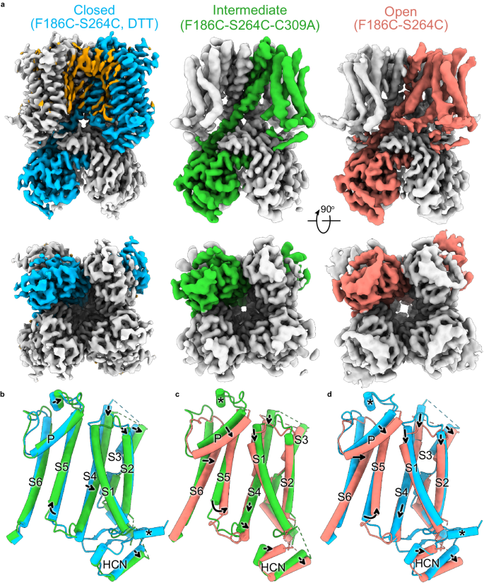 Structural basis for hyperpolarization-dependent opening of human HCN1 ...