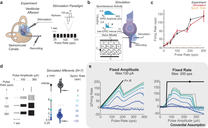 Pulsatile electrical stimulation creates predictable, correctable ...
