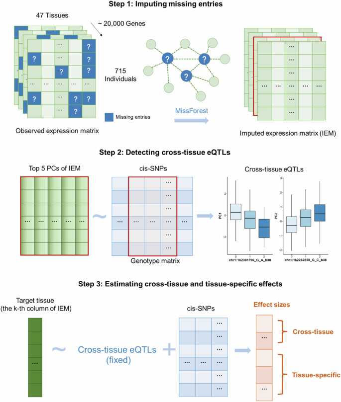 Partitioning and aggregating cross-tissue and tissue-specific genetic ...