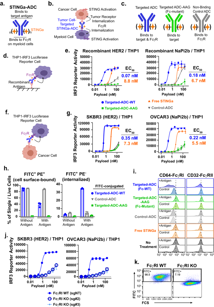 Tumor cell-directed STING agonist antibody-drug conjugates induce type ...