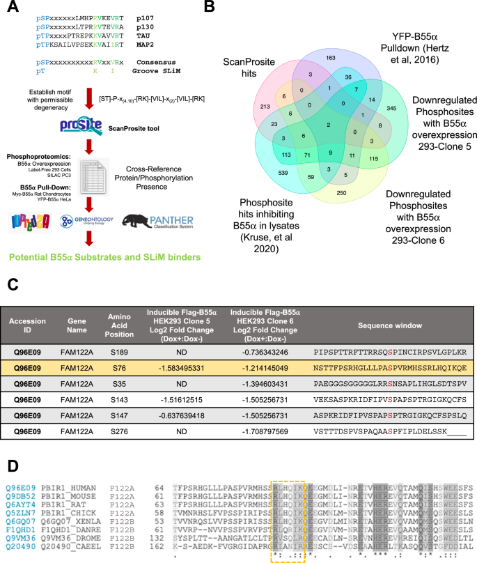 FAM122A ensures cell cycle interphase progression and checkpoint ...