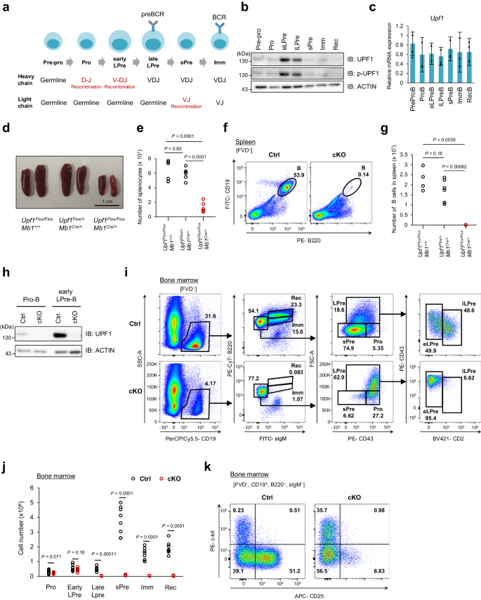 UPF1 plays critical roles in early B cell development | Nature ...