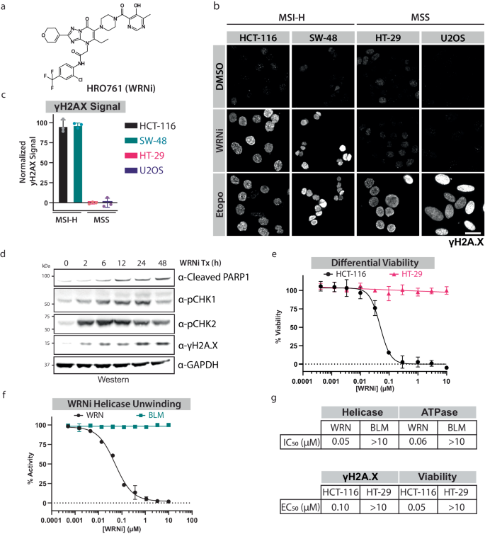 WRN inhibition leads to its chromatin-associated degradation via the PIAS4-RNF4-p97/VCP axis ...