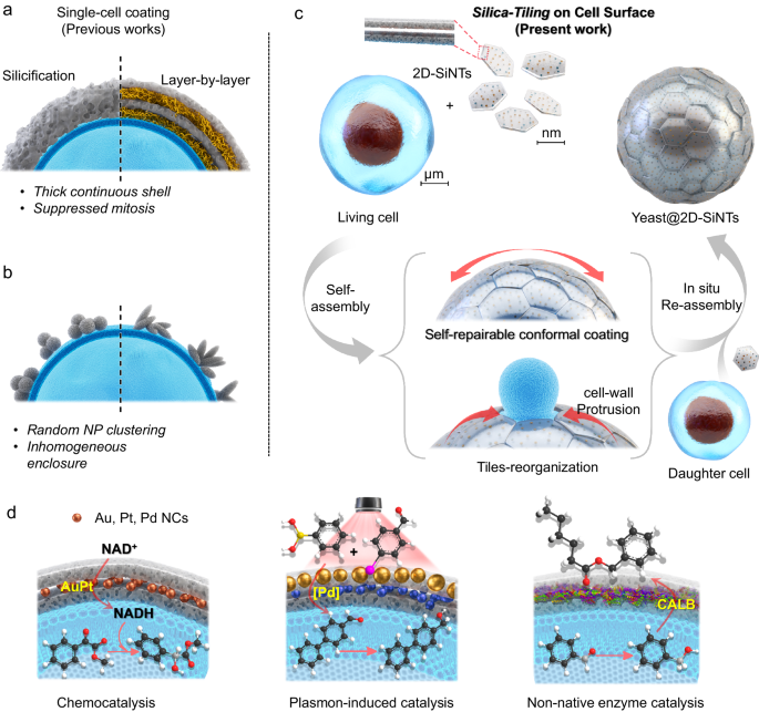 Ultrathin silica-tiling on living cells for chemobiotic catalysis ...