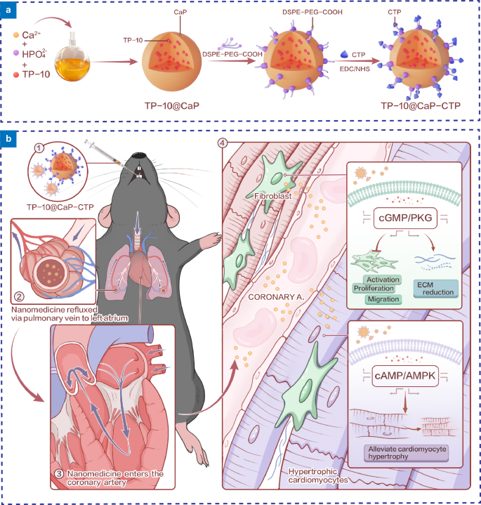Inhalable cardiac targeting peptide modified nanomedicine prevents ...