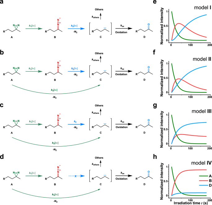 Dissecting diazirine photo-reaction mechanism for protein residue ...
