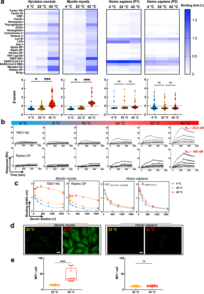 Temperature sensitivity of bat antibodies links metabolic state of bats ...
