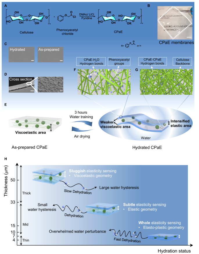 Water training initiates spatially regulated microstructures with ...
