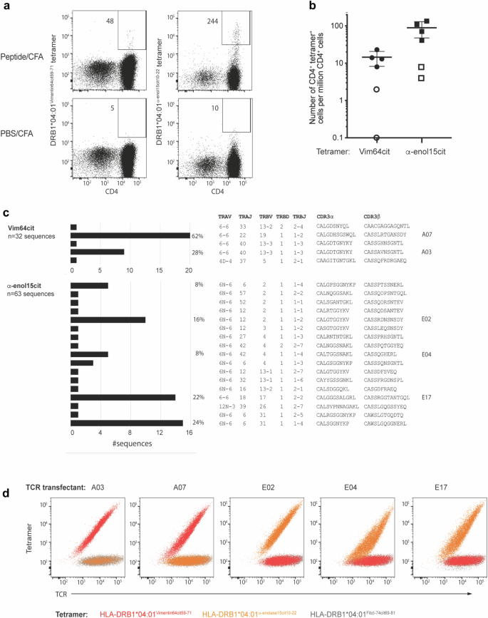 The Molecular Basis Underlying T Cell Specificity Towards Citrullinated