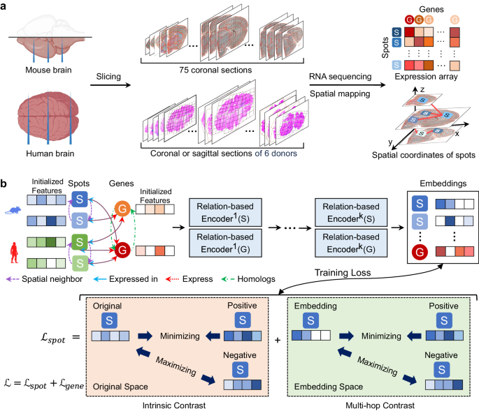 Whole brain alignment of spatial transcriptomics between humans and mice with BrainAlign ...