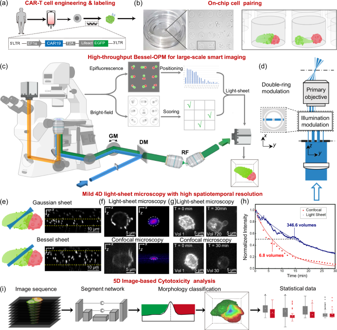 3D live imaging and phenotyping of CAR-T cell mediated-cytotoxicity ...