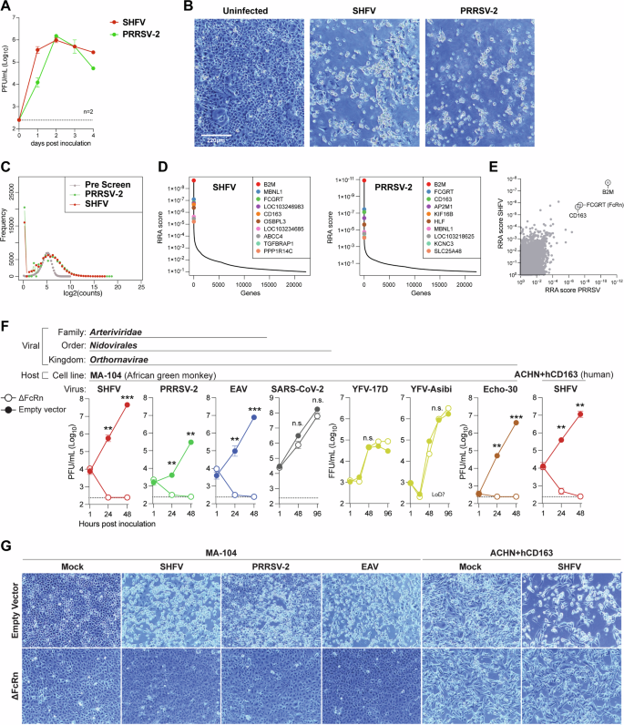 The neonatal Fc receptor (FcRn) is a pan-arterivirus receptor | Nature ...