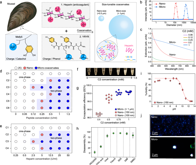 Polyphenol-stabilized coacervates for enzyme-triggered drug delivery ...