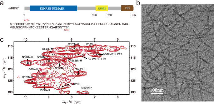 The structure of mouse RIPK1 RHIM-containing domain as a homo-amyloid ...